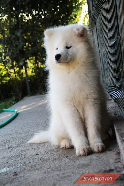 Samojed prelepo štene