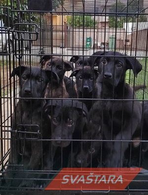 Cane Corso štenci