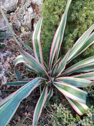 Yucca filamentosa color guard-Šarenolisna juka