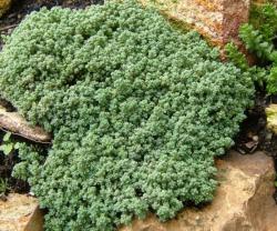 Sedum 'minor'