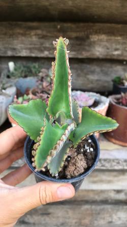 Kalanchoe daigremontiana