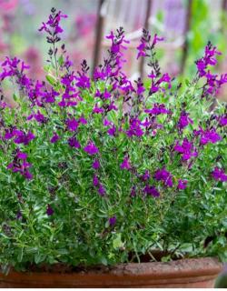 Salvija purpurea