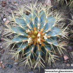 Ferocactus glaucescens - 10 semenki