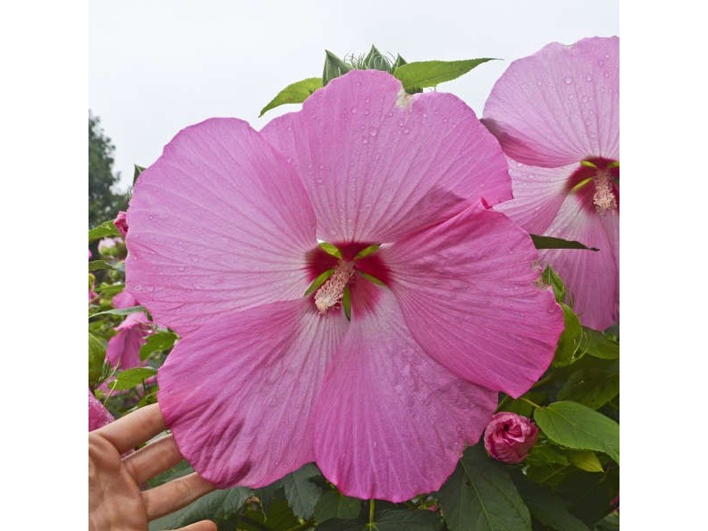Močvarni hibiscus Pink - Hibiscus moscheutos