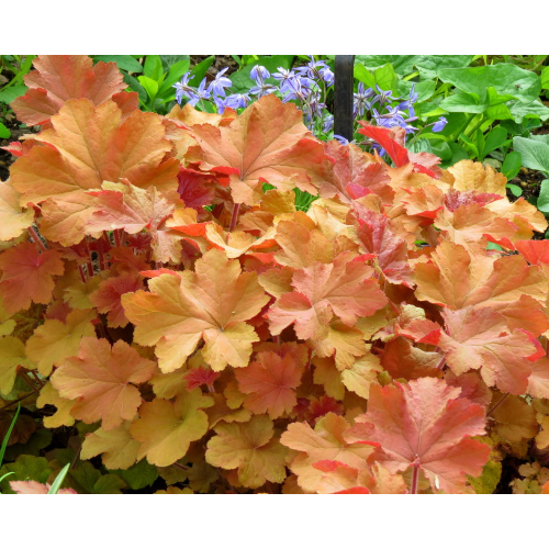 Heuchera caramel