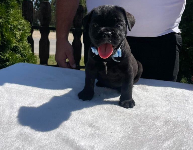 Cane Corso Kane Korso