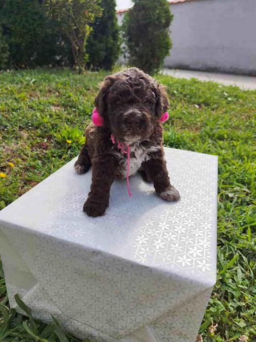 Lagotto romagnolo prelepa stenad sa rodovnikom