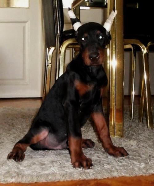 Doberman