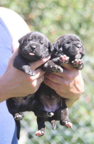 Cane Corso štenci