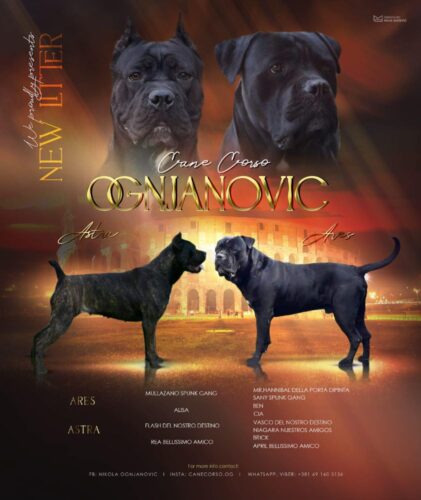 Cane Corso VRHUNSKI štenci