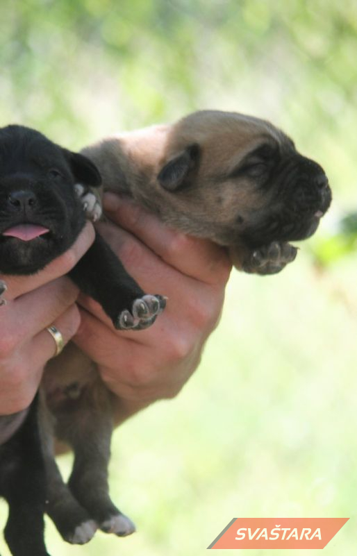 Cane Corso štenci