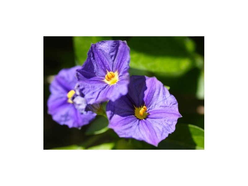 Solanum rantoneti