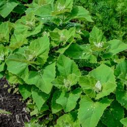 Atriplex hortensis (seme) Zelena loboda