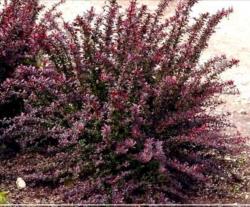 Berberis red chif