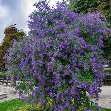 solanum plavi cvet