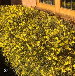 Zimski jasmin(jasmin nudiflorum)