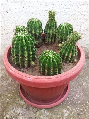 Kaktusi različitih veličina