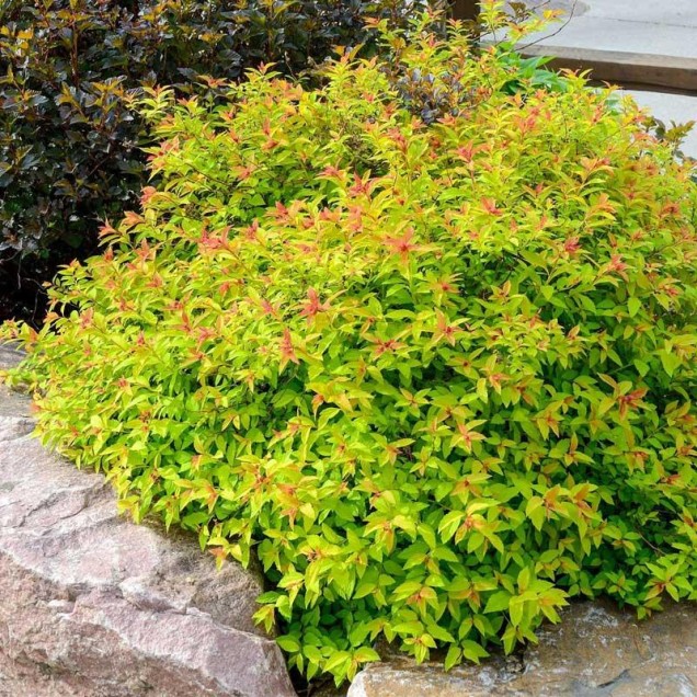 Spirea Zlatni plamen- Goldflame