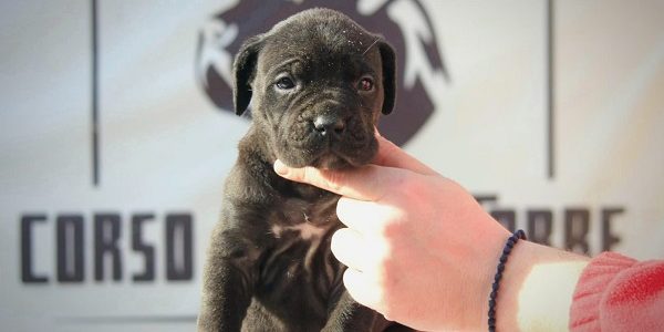 Cane Corso štenci