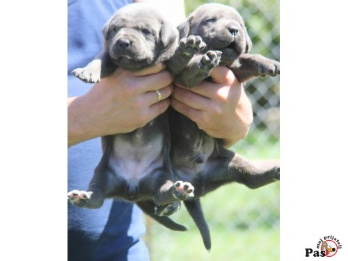 Cane Corso