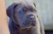 Cane Corso Kane Korso štenci