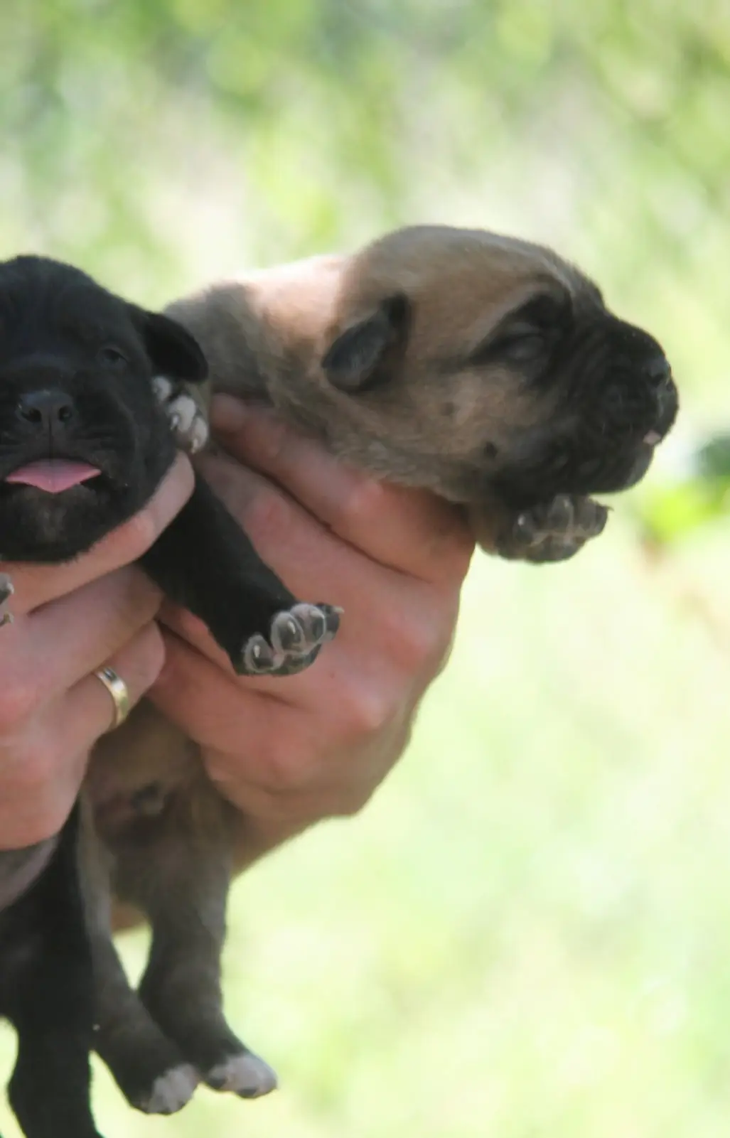 Cane Corso štenci