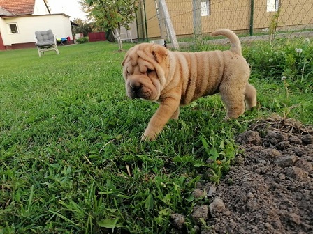 Shar pei – šar pej štenci