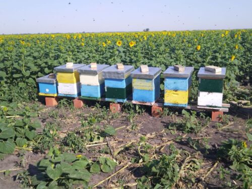 Prodajem 20 pčelinjih društava u LR košnicama