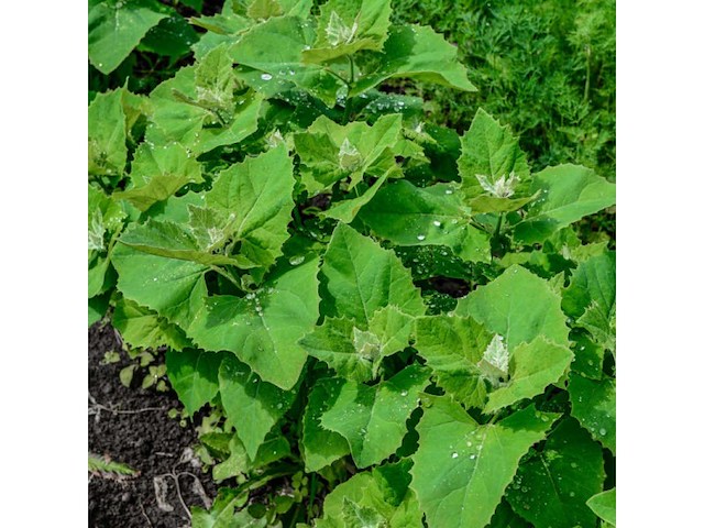 Atriplex (seme) pitoma loboda