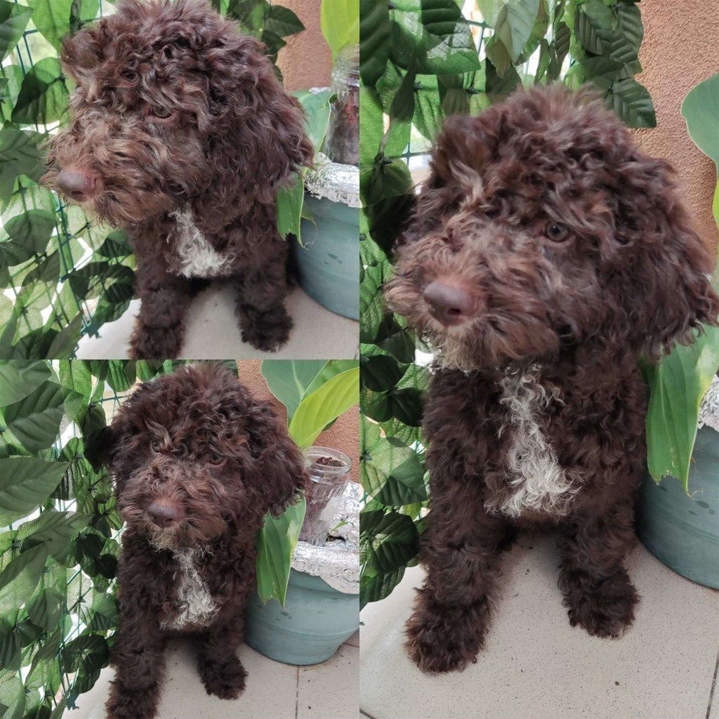 Lagotto Romagnolo štenci