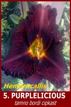 5. Hemerocallis Purplelicious