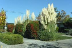 Pampas trava (Cortaderia selloana) - bela.