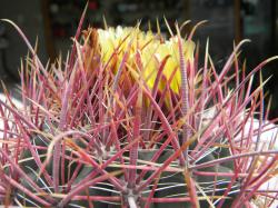 Ferocactus viridescens