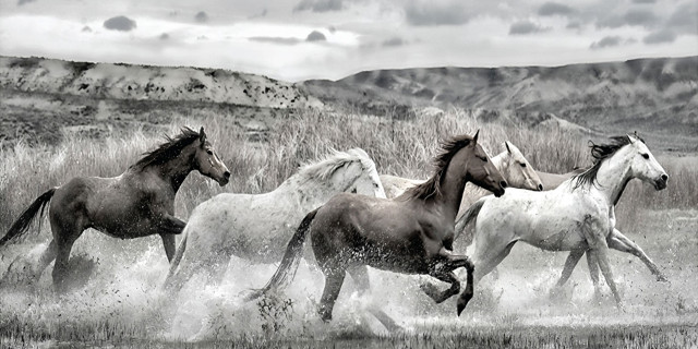 Wild horses run, uramljena slika 50x100cm