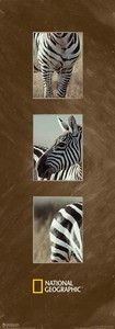 Burchell's zebra, uramljena slika 35x100cm
