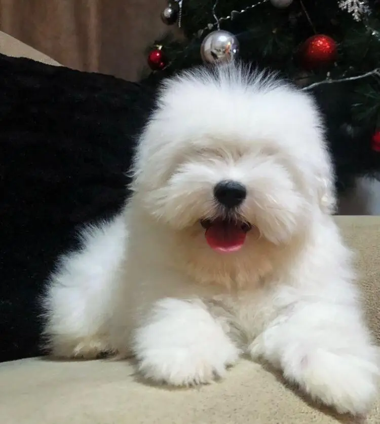 Coton de Tulear štenci