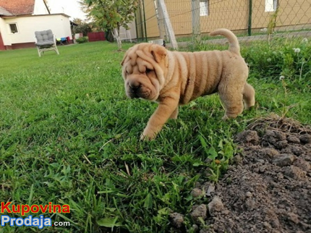 Shar pei - šar pej štenci