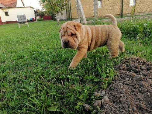 Shar pei - šar pej štenci