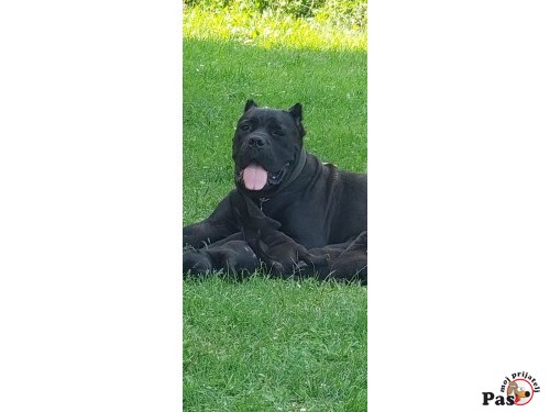 CANE CORSO