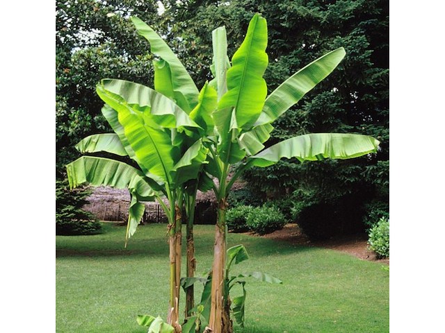 Banana sadnica Musa Bajso