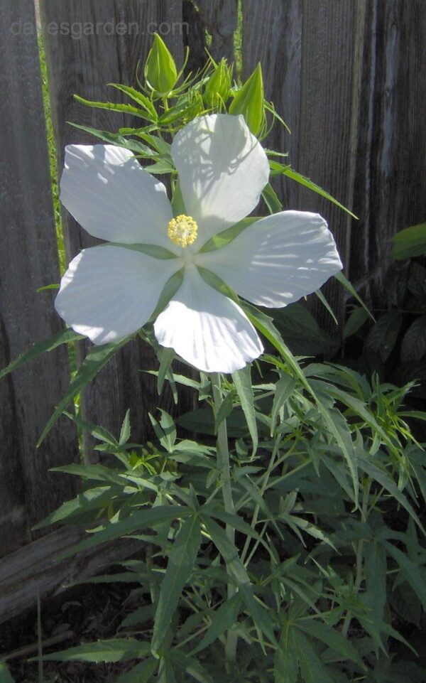 Hibiscus coccineus alba sadnica 40-50cm