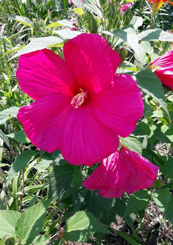 Hibiscus Orias P608/2 – sadnica 60+cm