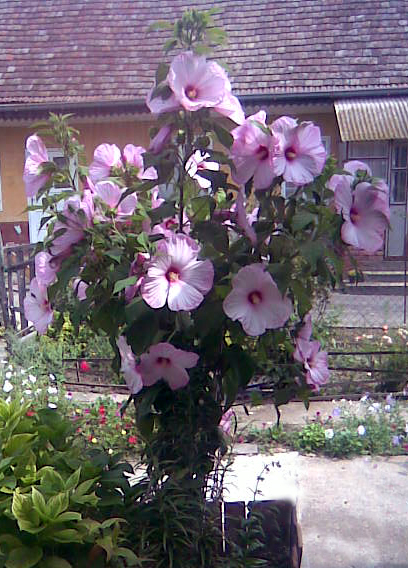 Hibiscus Pink – sadnica 40-50m u saksiji 13-15cm