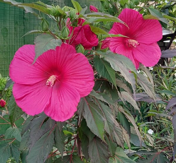 Hibiscus Tamno Pink bordo list sadnica 40-50cm u saksiji 20-22cm