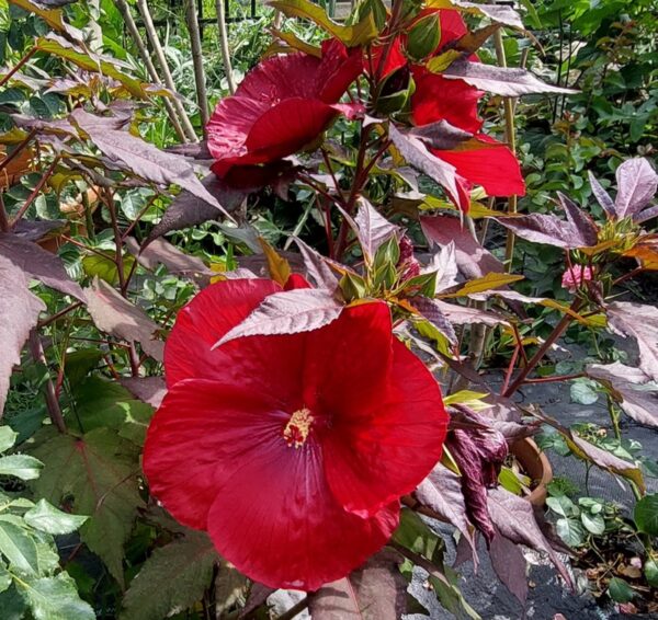 Hibiscus Red (crveni) bordo list- sadnica 20-30cm u saksiji 13-15cm