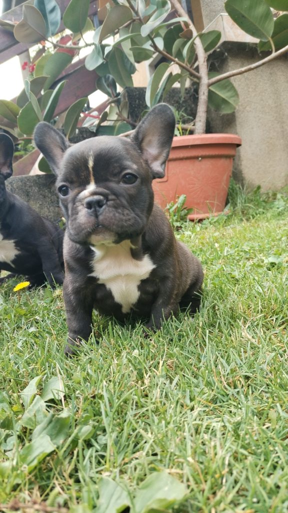 Francuski buldog štenci