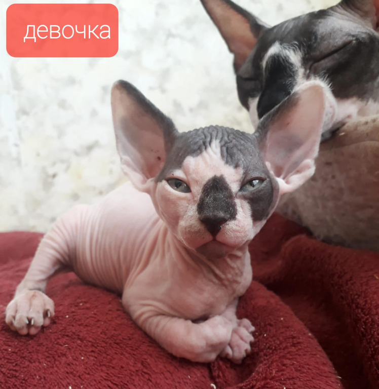 Sfinks mačići (Sphynx)