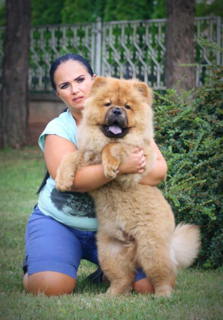 Čau Čau Chow Chow štenci