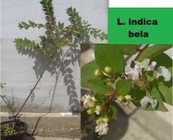 Lagerstroemia indica - bele boje