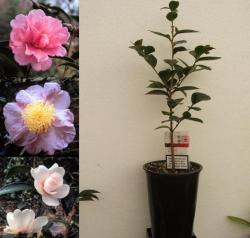 Camellia (hibridna)
